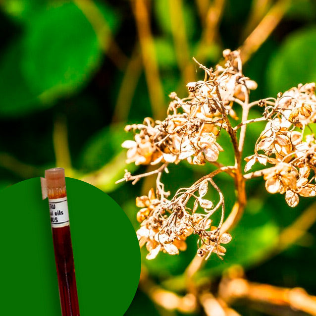 Myrrh Flower – Uttati Store